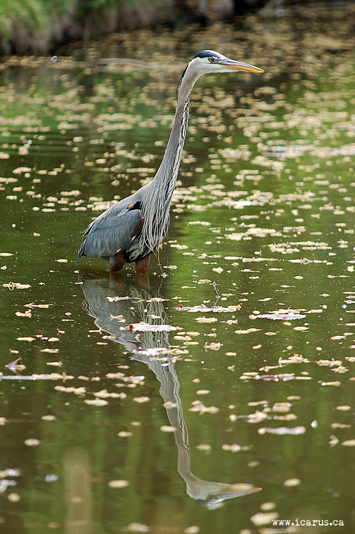 Blue Heron – Icarus Photography